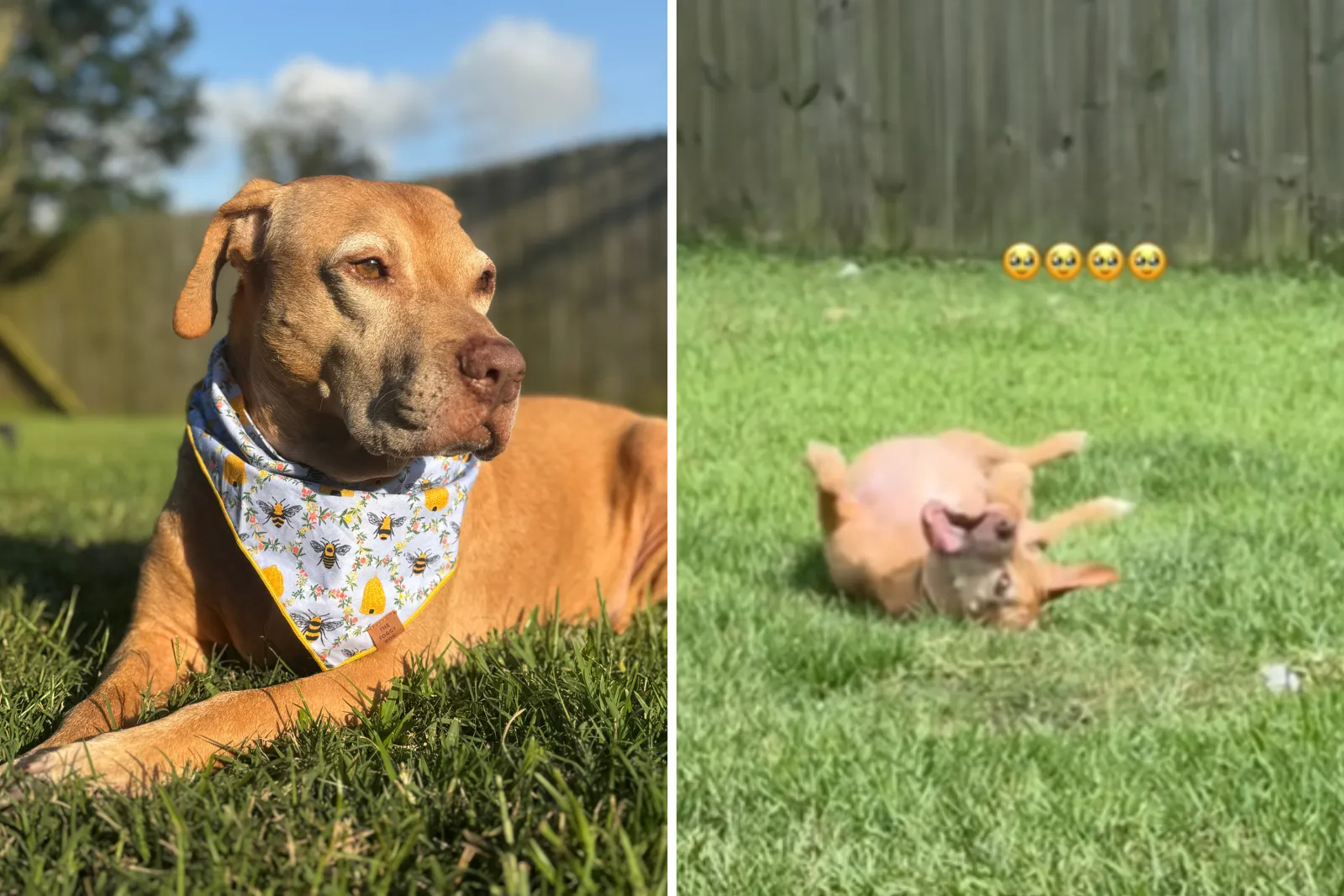 Scared Foster Dog Watches Sister for 29 Days—Then Something Amazing ...