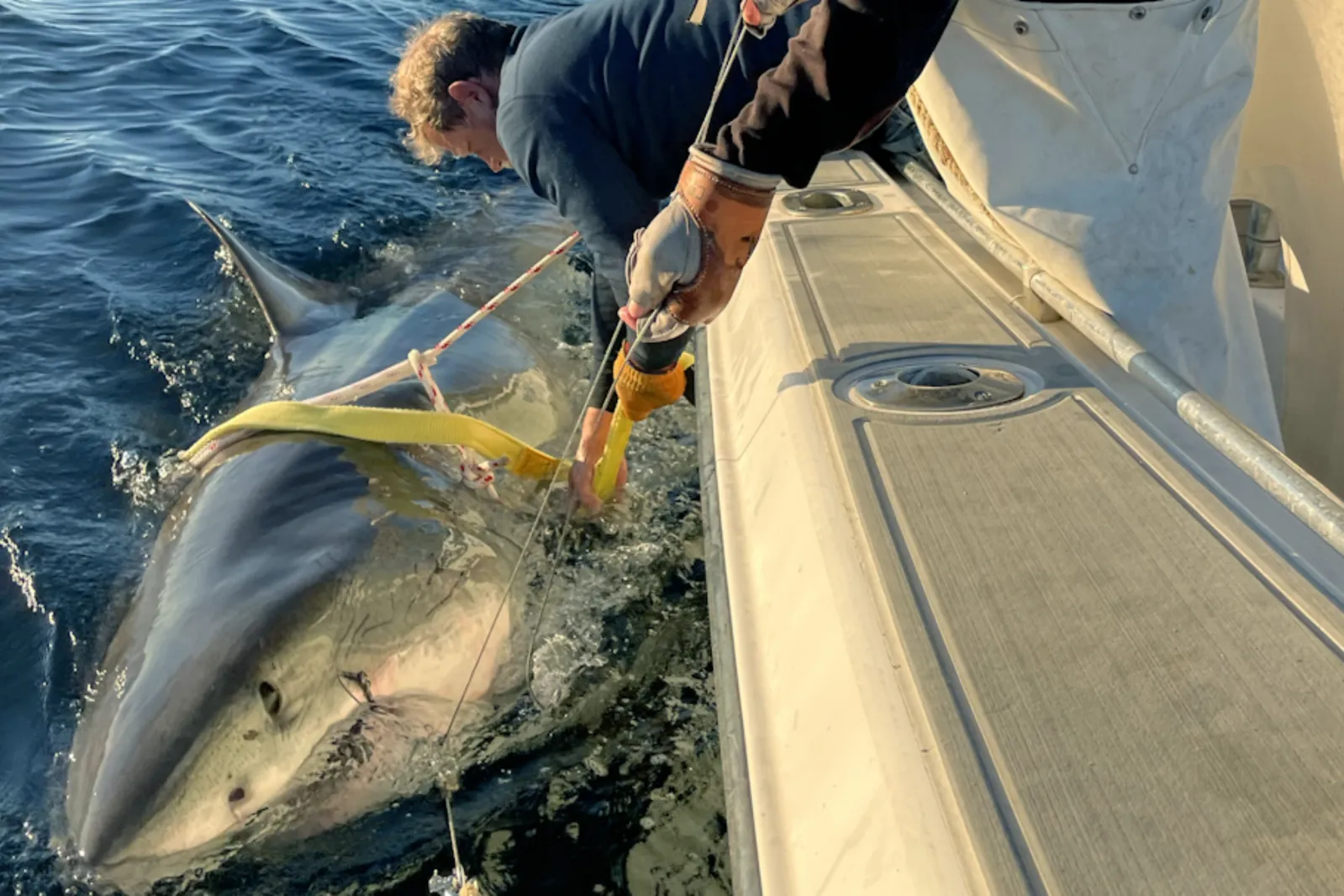 Biggest Great White Shark Ever Tracked in Atlantic Zigzags Off US Coast ...
