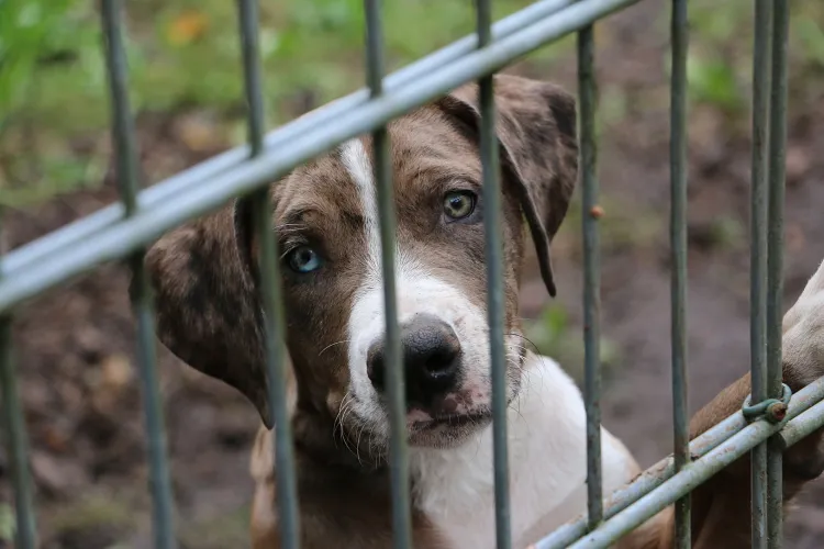 Dog Returned To Shelter With Brother—but More Heartbreak Was Yet To ...