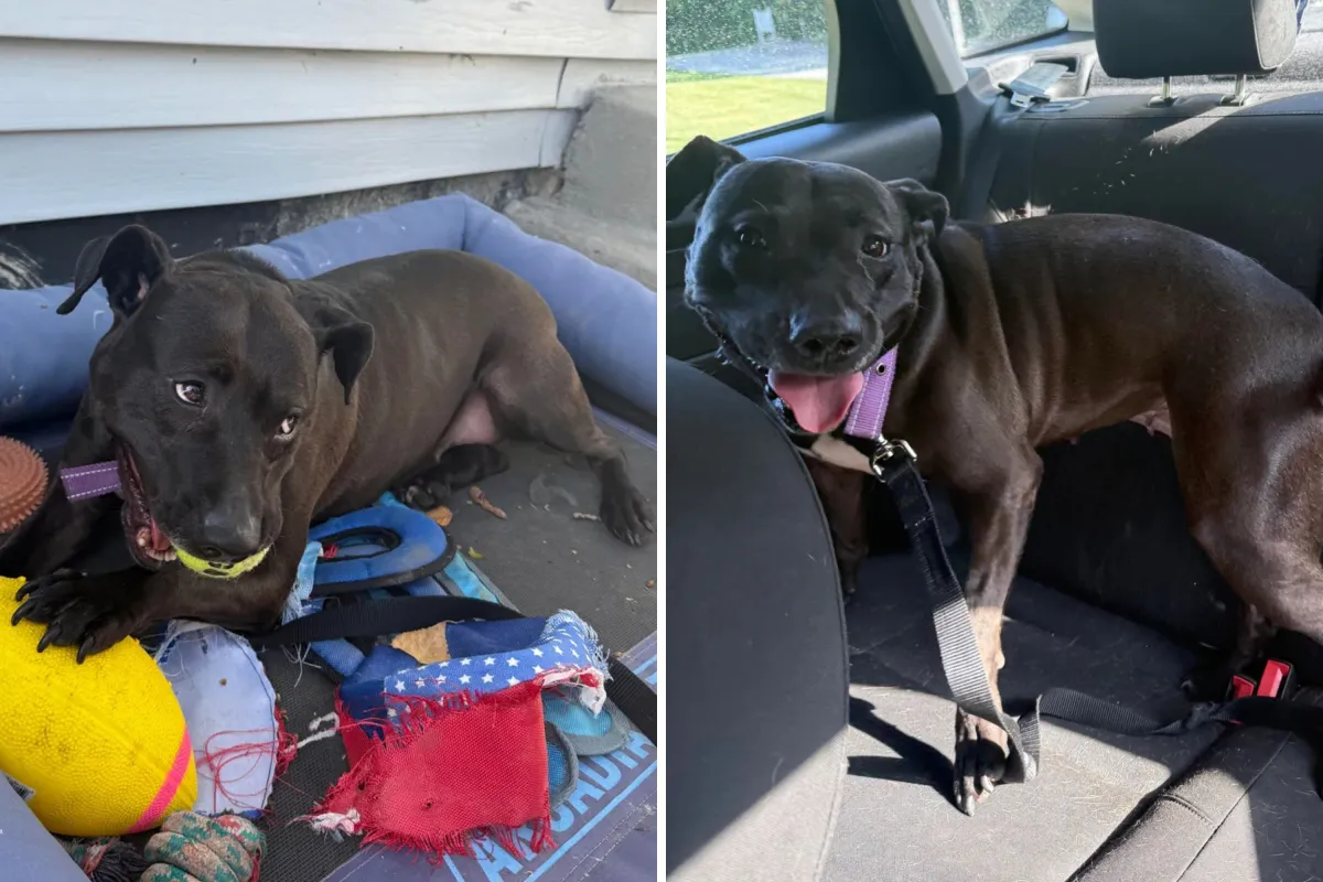 Dog ‘Broken Out’ of Animal Shelter After 730 Days—Her Reaction Says It ...