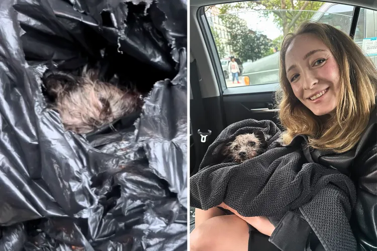 Hearts Break as Woman Finds Dog ‘Tied Up’ With Broken Jaw in Trash ...