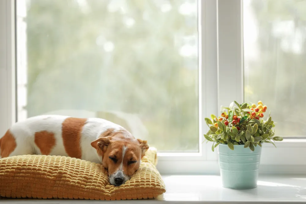 Dog Rescued From Streets—Hearts Melt at How She Sleeps: ‘Literally ...