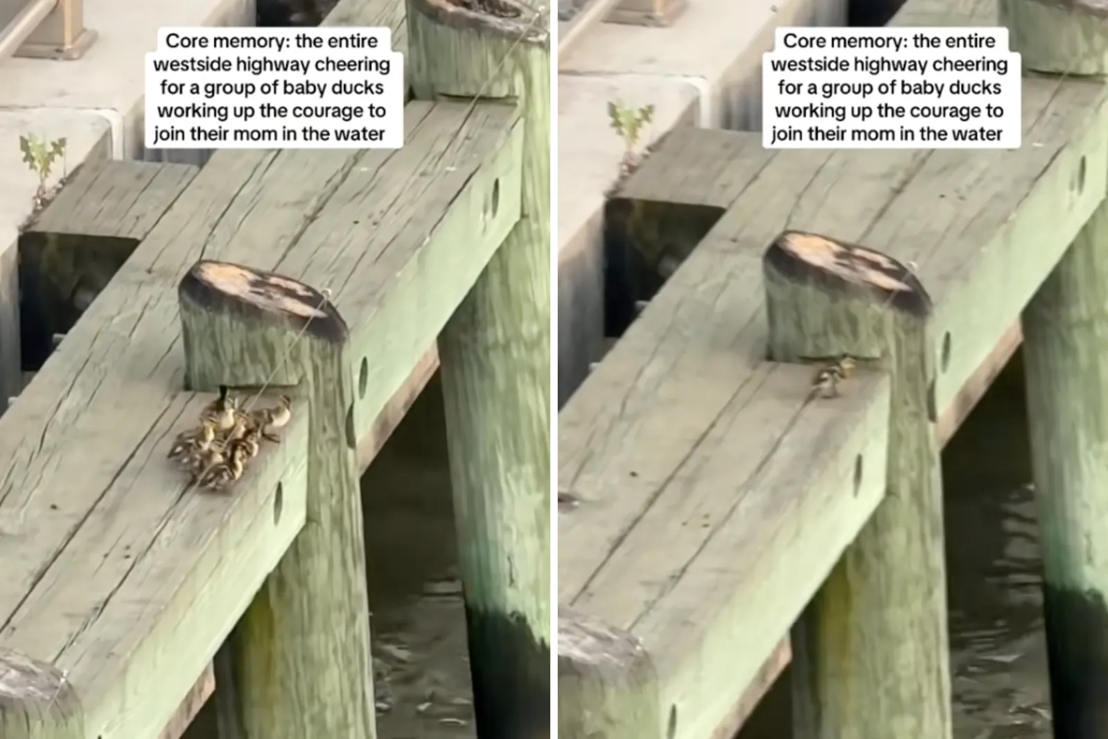 Tears as Baby Ducks Muster the Courage To Join Their Mom in the Water ...