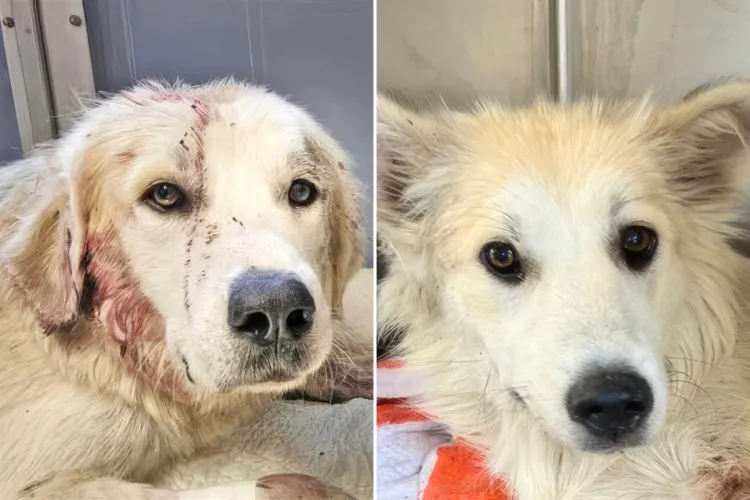 Dog Shot in Head and Left to Die, ‘Loyal Friend’ Refused to Leave Her ...