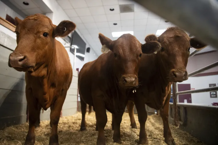 US Reopens Mexico Cattle Import Sites After Screwworm Battle - Newsweek