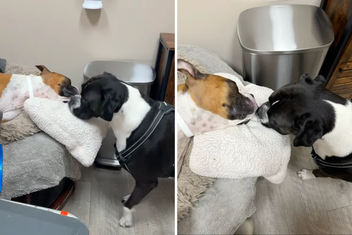 Owner Takes Dog To Say Goodbye to Little Sister, Reaction Breaks His ...