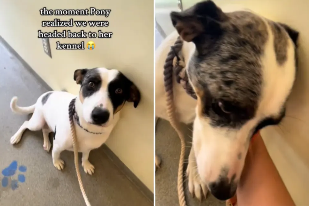 Dog Returned To Shelter Is Terrified of Kennel—Then Everything Changes ...