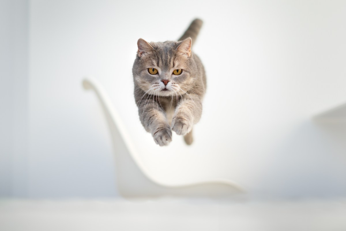 Tears at How Cat With Two Legs Proves Sceptics Wrong: ‘Better Without ...