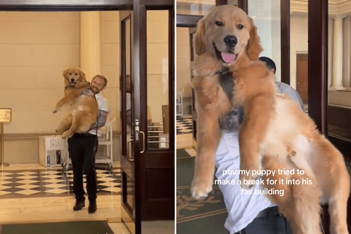 Golden Retriever Sees ‘Favorite Building,’ Immediately Makes a Break ...