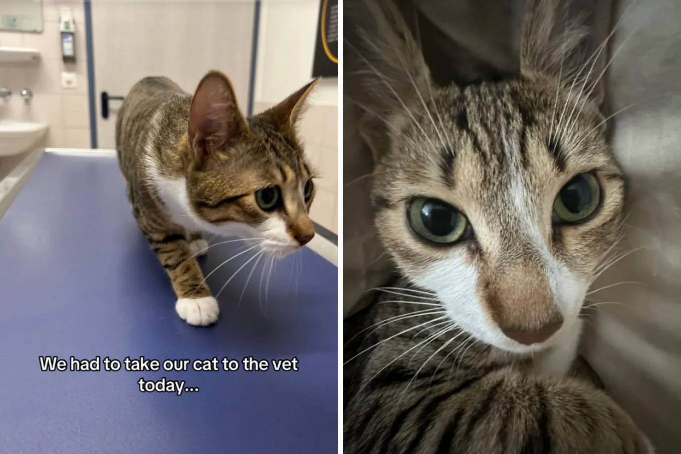 Couple Bring Cat To Vet, Realize Something Heartbreaking Once They ...