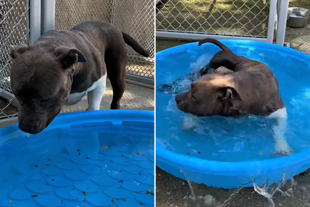 Senior Shelter Dog Has Day Out, His Reaction to Paddling Pool Goes ...