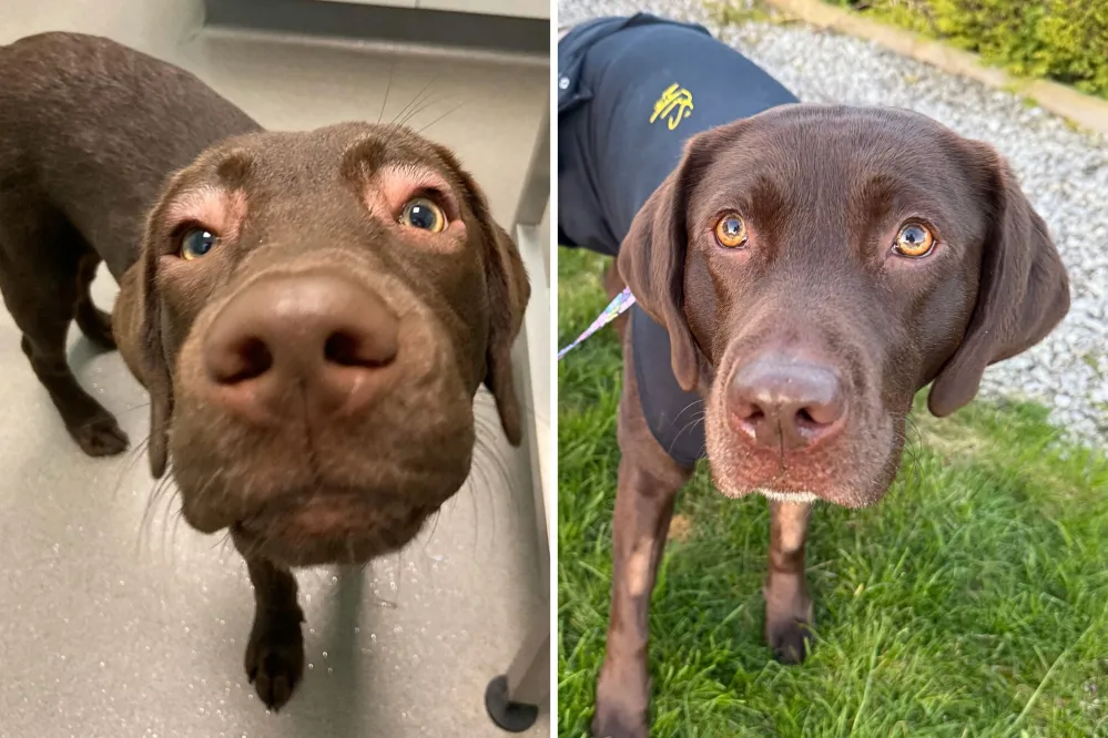 Puppy’s Mystery Illness Perplexes Owners for 5 Years—Then a Theory ...
