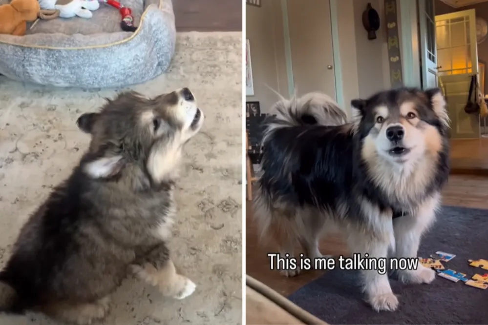 Malamute Puppy Perfecting Her Howl Melts Hearts Online: ‘Precious ...