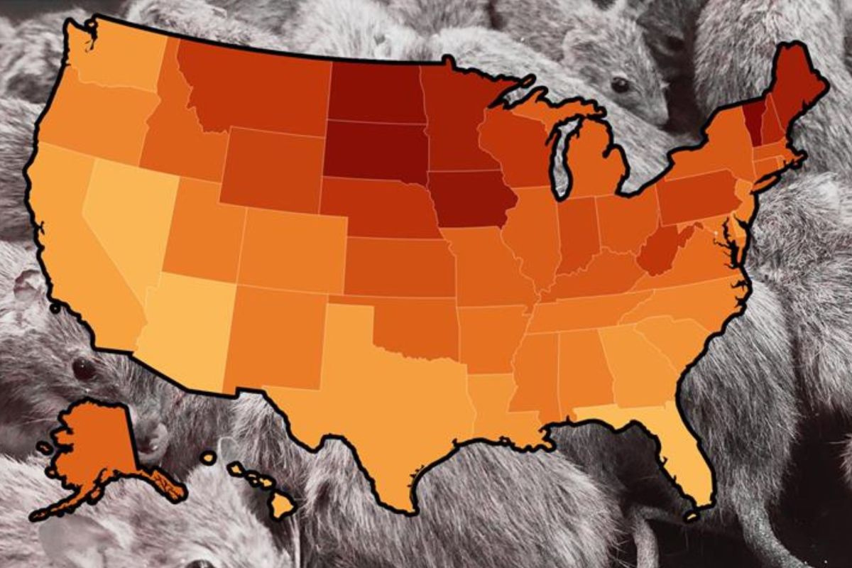 Map Reveals Most Rodent-Infested US States - Newsweek