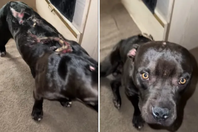 Dog Found With Horrific Injuries To Back, Camera Captures Life Now ...