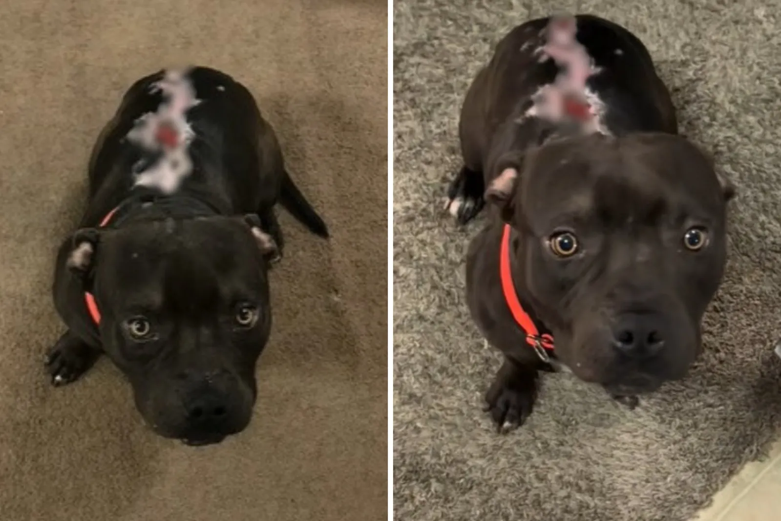 Dog Found With Horrific Injuries To Back, Camera Captures Life Now ...