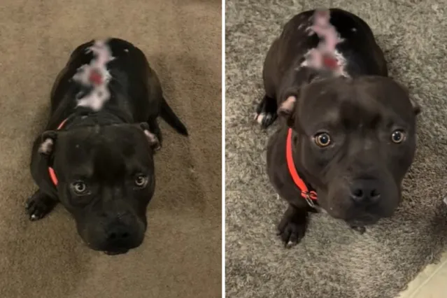 Dog Found With Horrific Injuries To Back, Camera Captures Life Now ...
