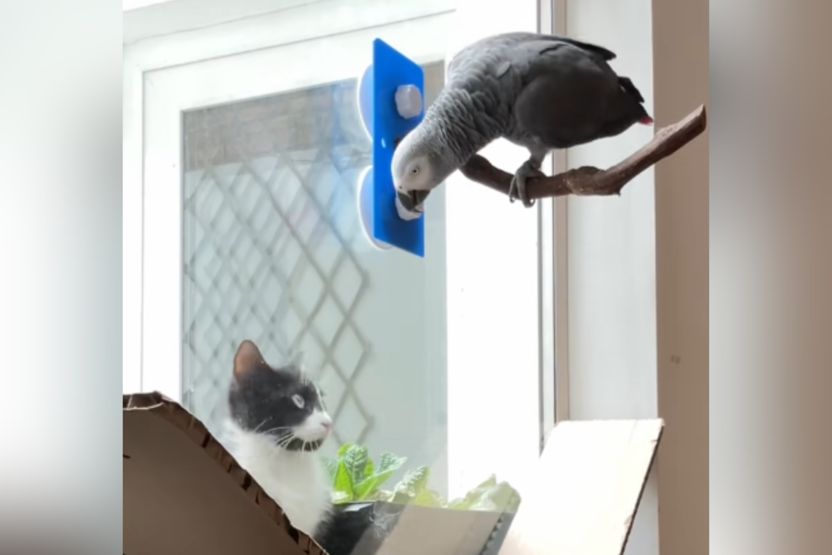 Parrot Leaves Viewers Speechless As He Chats to Local Cat: ‘Best Friend ...