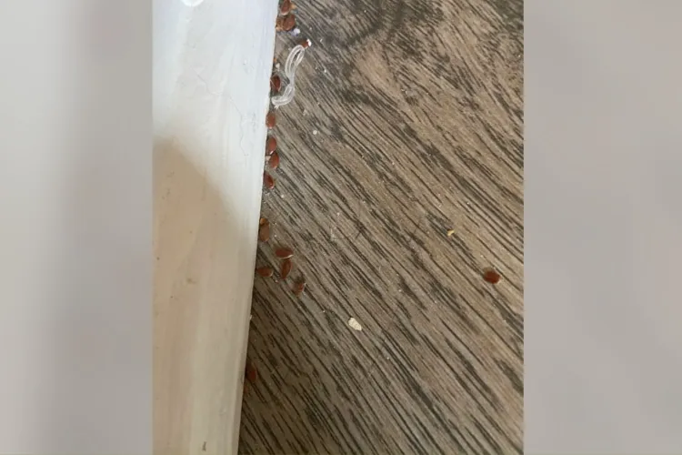 Parent Asks Internet What Strange ‘Bugs’ Are in Bathroom, Then Learns ...