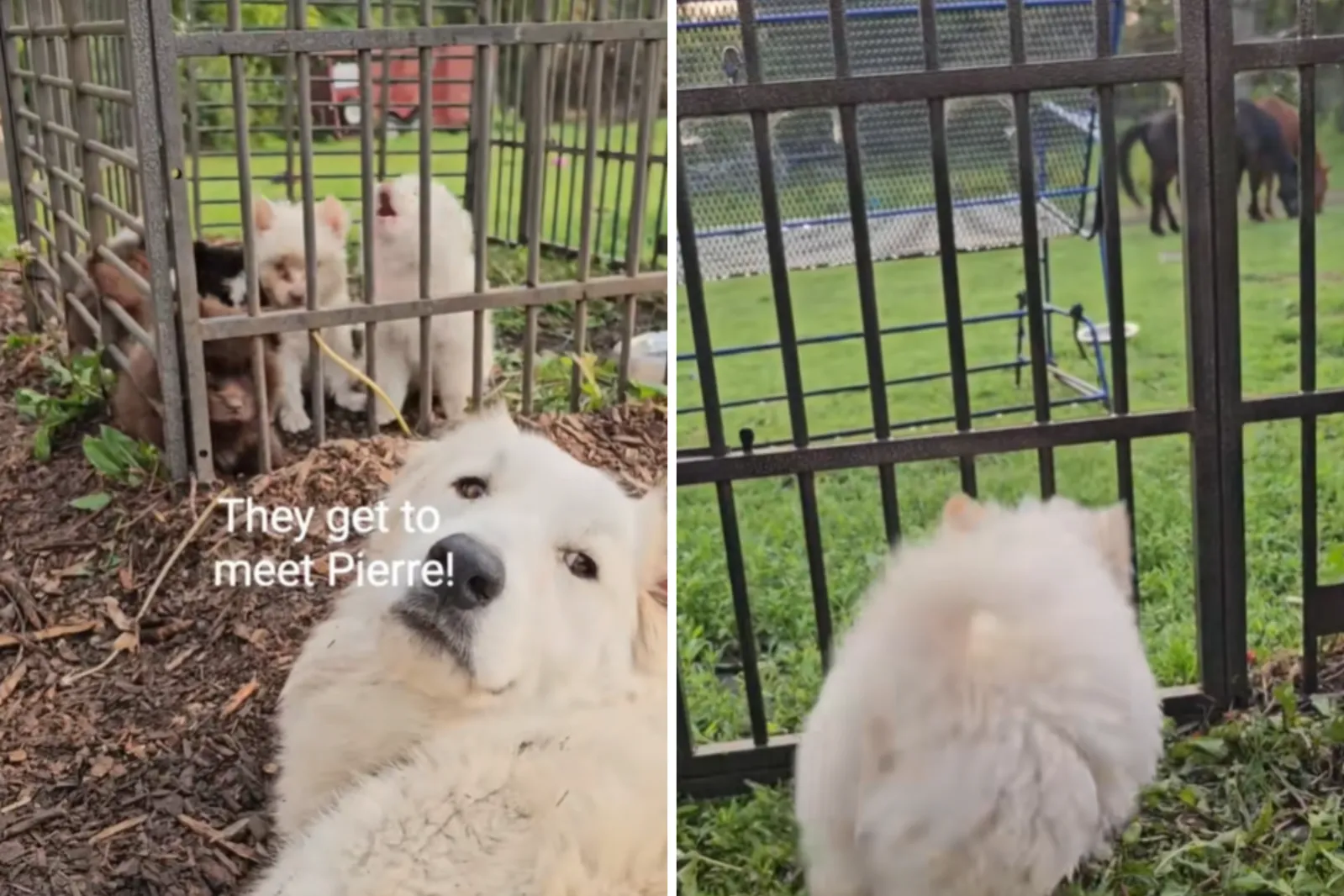 Tiny Puppies Who Can’t Stop Shaking Find Hope With Special Needs Rescue ...