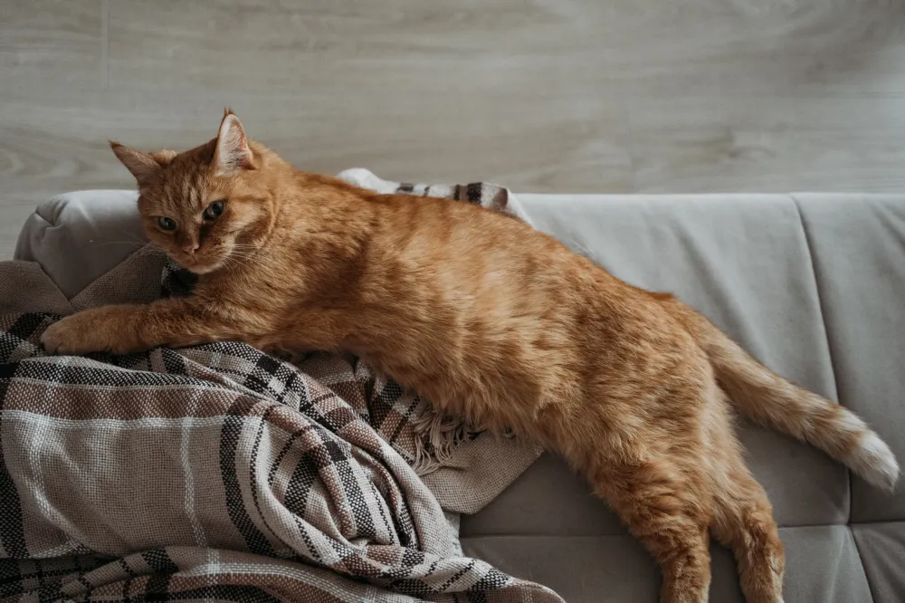 Rescue Cat Won’t Let Go of One Thing After Adoption, Viewers Obsessed ...