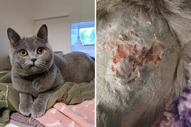 Vet Suspects Abuse After Seeing Cat’s Injuries—Then Everything Changes ...
