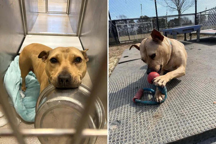 She’s the Last of 10 Rescued Dogs—5 Years On, Still Waiting for a Home ...