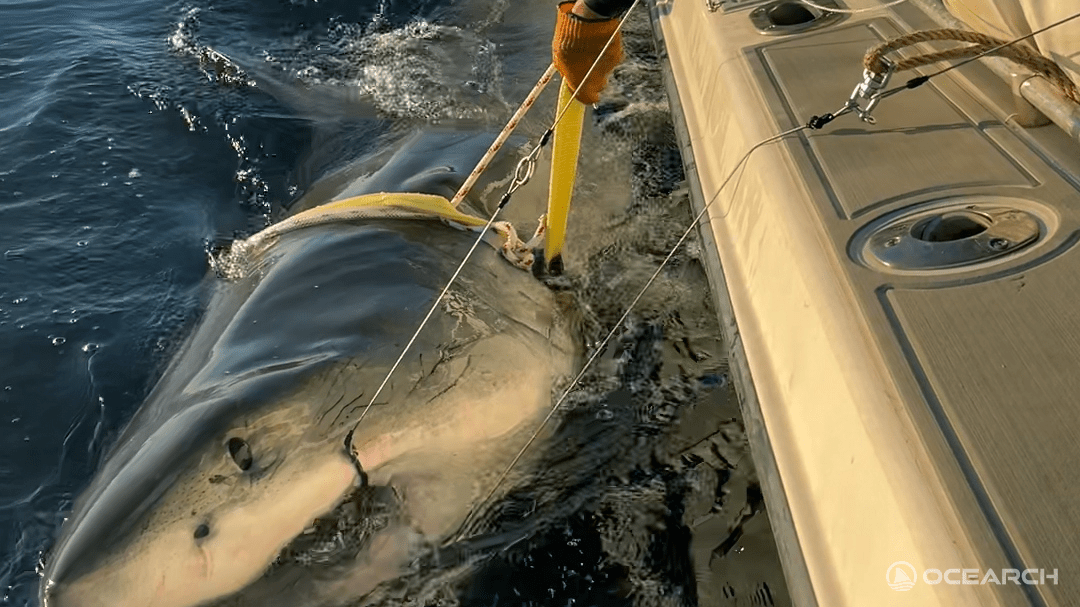 Massive Great White Shark Pings Off Nantucket Coast: Track Its ...
