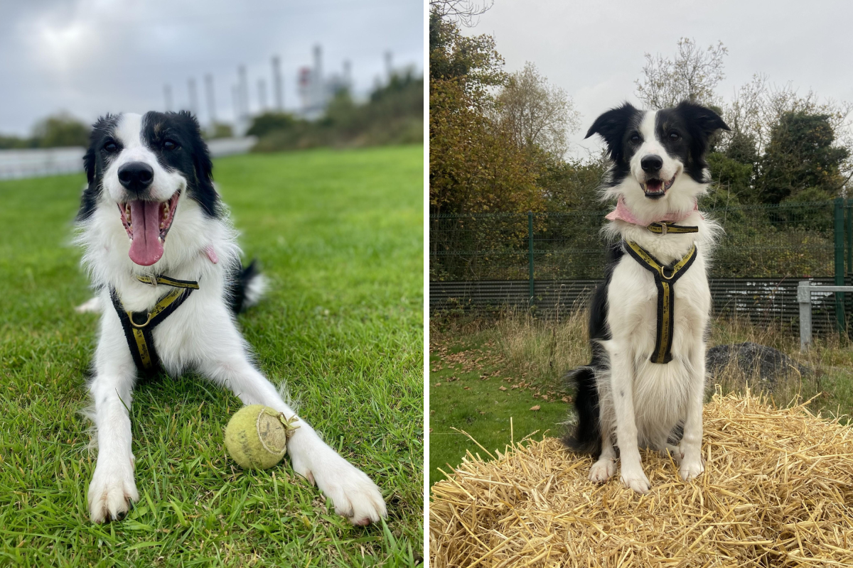 Puppy Arrives at Shelter 5 Years Ago, Hearts Break As She Still Needs ...