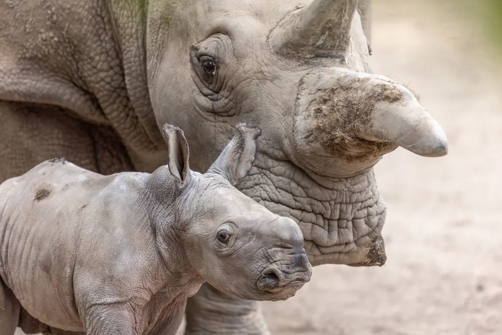 Rhino News & Latest Pictures From Newsweek.com
