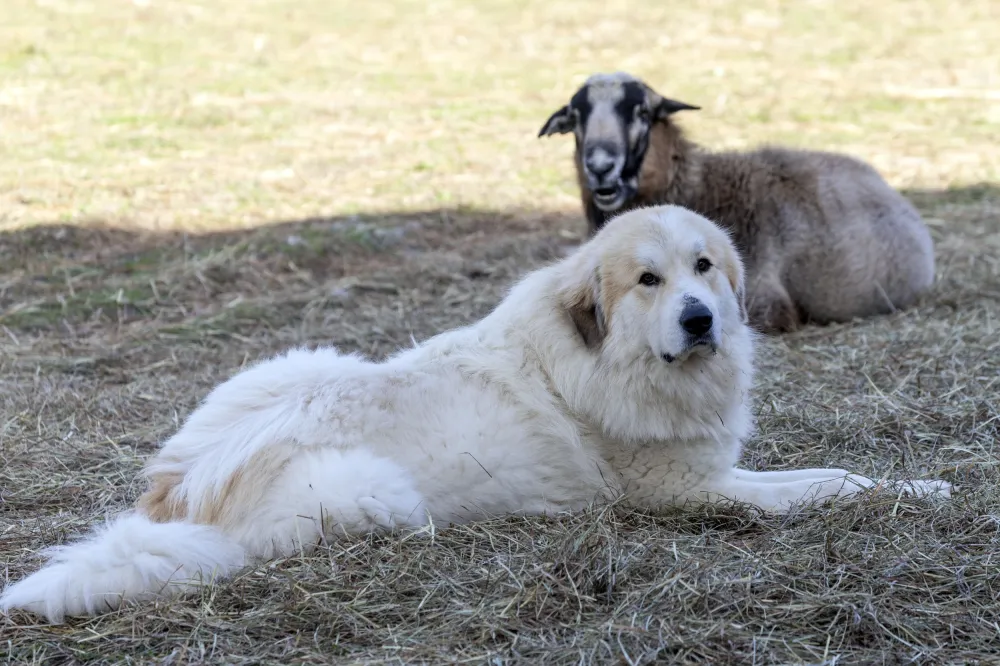 Sheep News & Latest Pictures From Newsweek.com