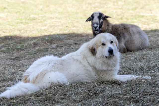 Sheep News & Latest Pictures From Newsweek.com