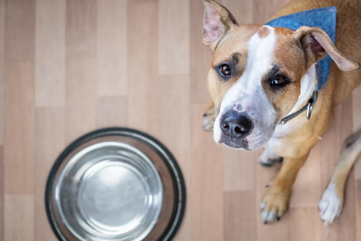 Your Pet’s Food Bowl Could Be Putting Their Health At Risk—What To Know ...