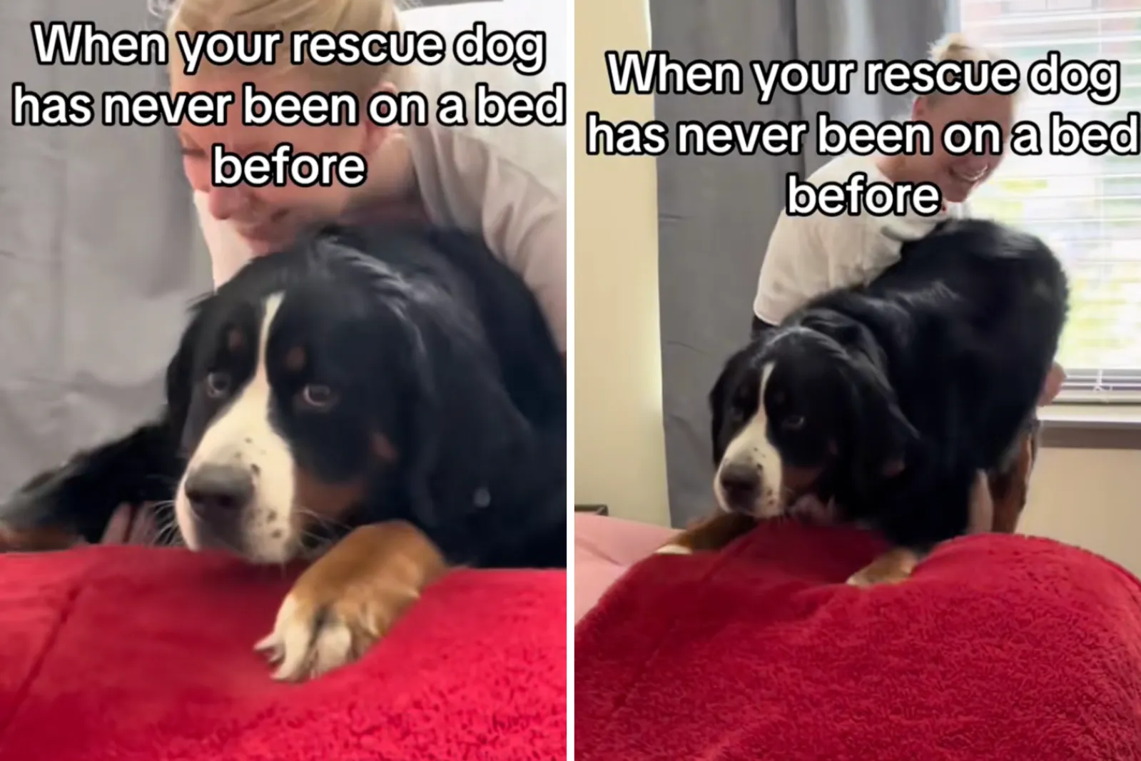 Owner Lets Rescue Dog on Bed for First Time—Tears at Reaction: ‘Poor ...