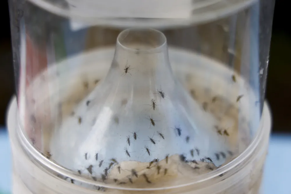Travel Warning Issued for China Amid Mosquito-Borne Virus Outbreak ...