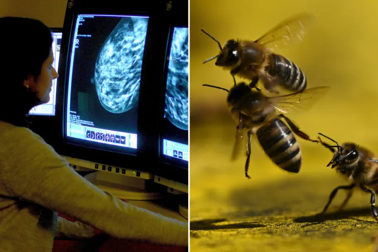 Bee Venom Could Help Treat A Type Of Cancer Newsweek