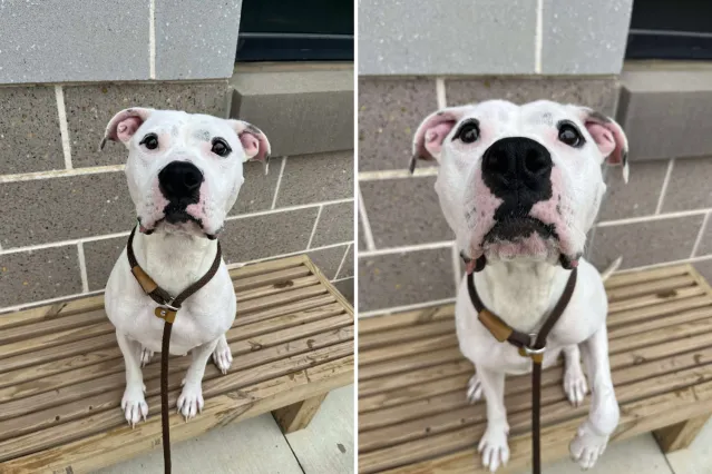 Little Girl Won’t Leave Shelter Dog Facing Euthanasia ‘Until She’s Safe ...