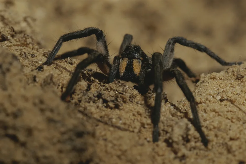 Tarantula Mating Season Warning Issued: ‘Enough Problems’ - Newsweek
