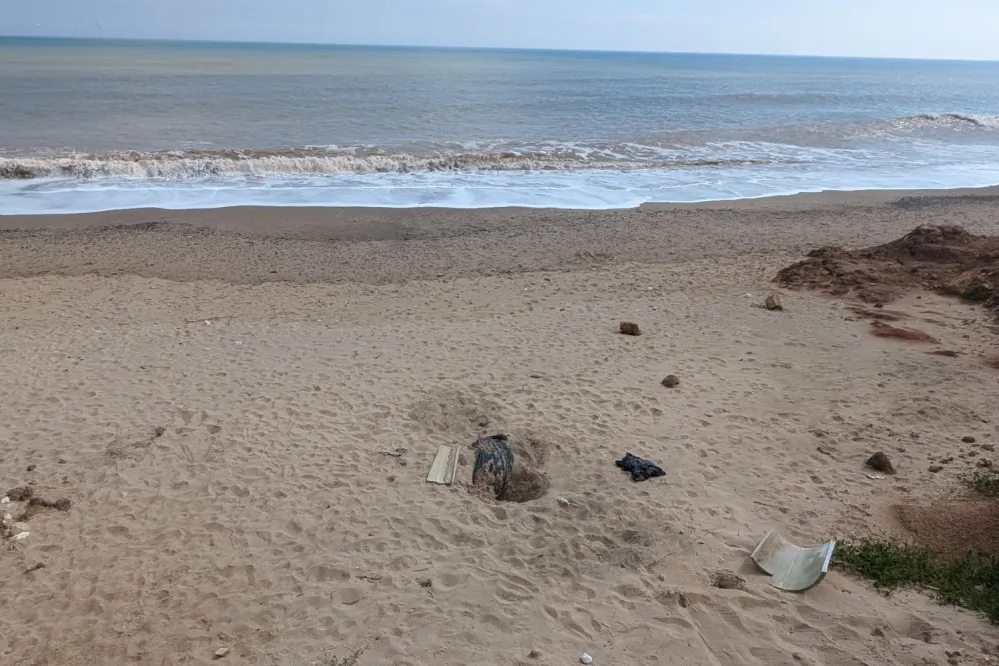 Man Walking on Beach Spots Paw Sticking Out Sand, Leads to Horrifying ...