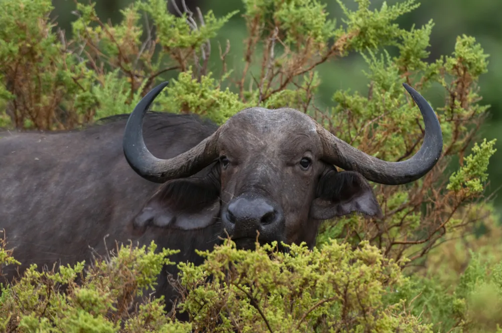 Wealthy Texan Trophy Hunter Killed by Buffalo He Was Tracking—Report ...