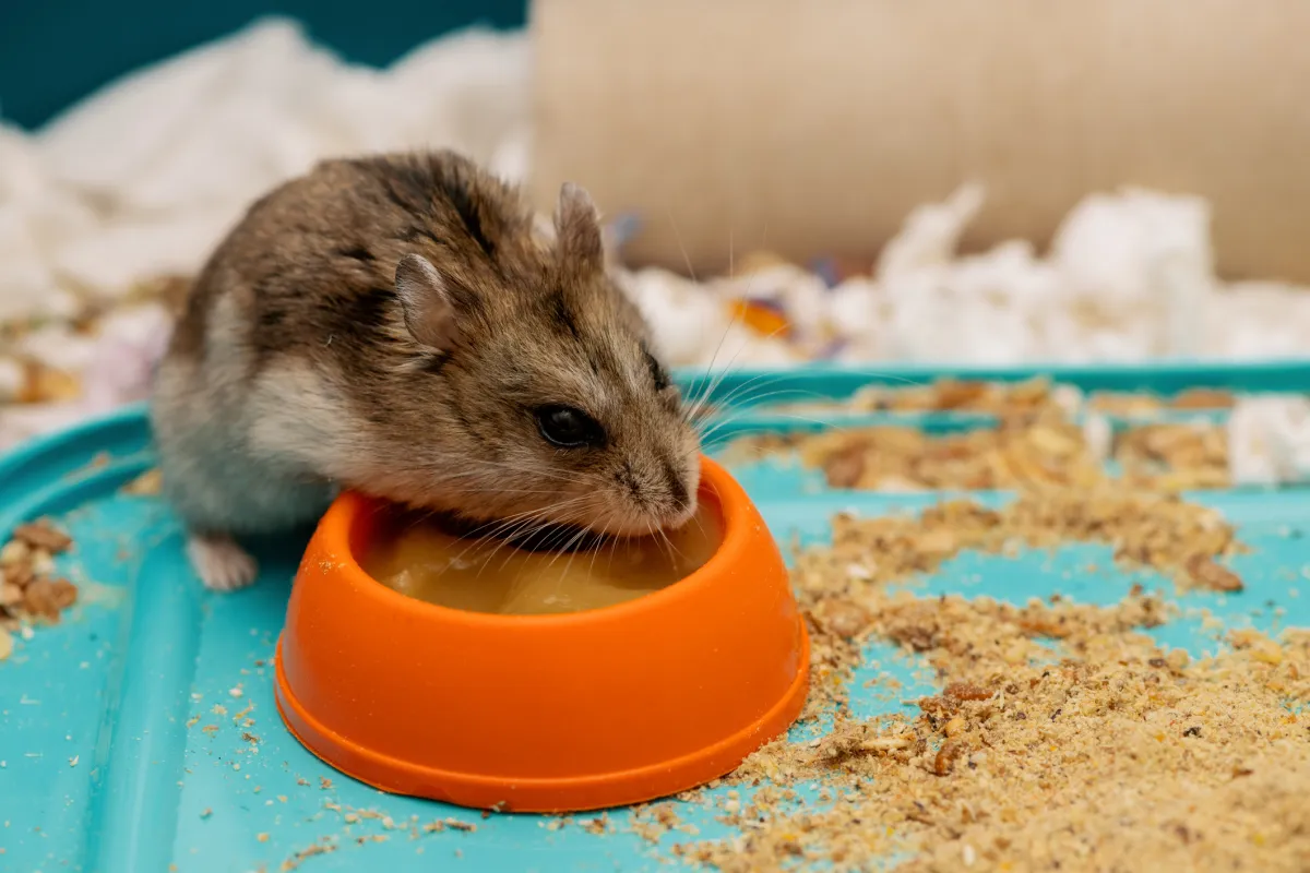 Have You Ever Seen a Senior Hamster? Internet Obsessed With ‘Grandma ...