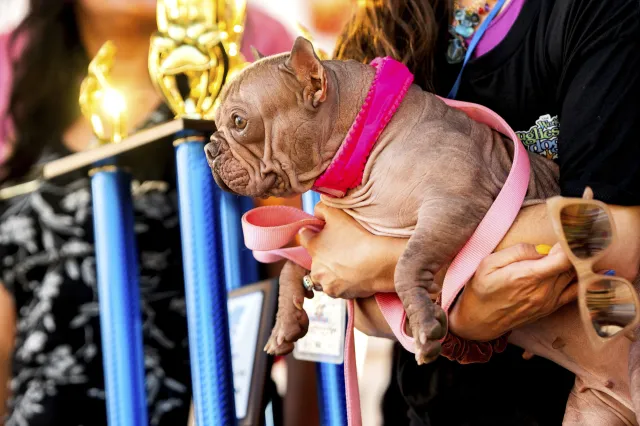 ‘World’s Ugliest Dog’ Contest Crowns New Winner - Newsweek