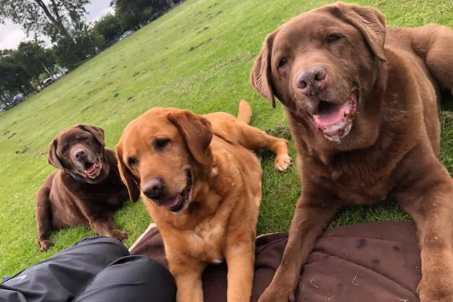Hysterics Over Senior Labrador’s Reaction to Puppy—’Not Today Thank You ...