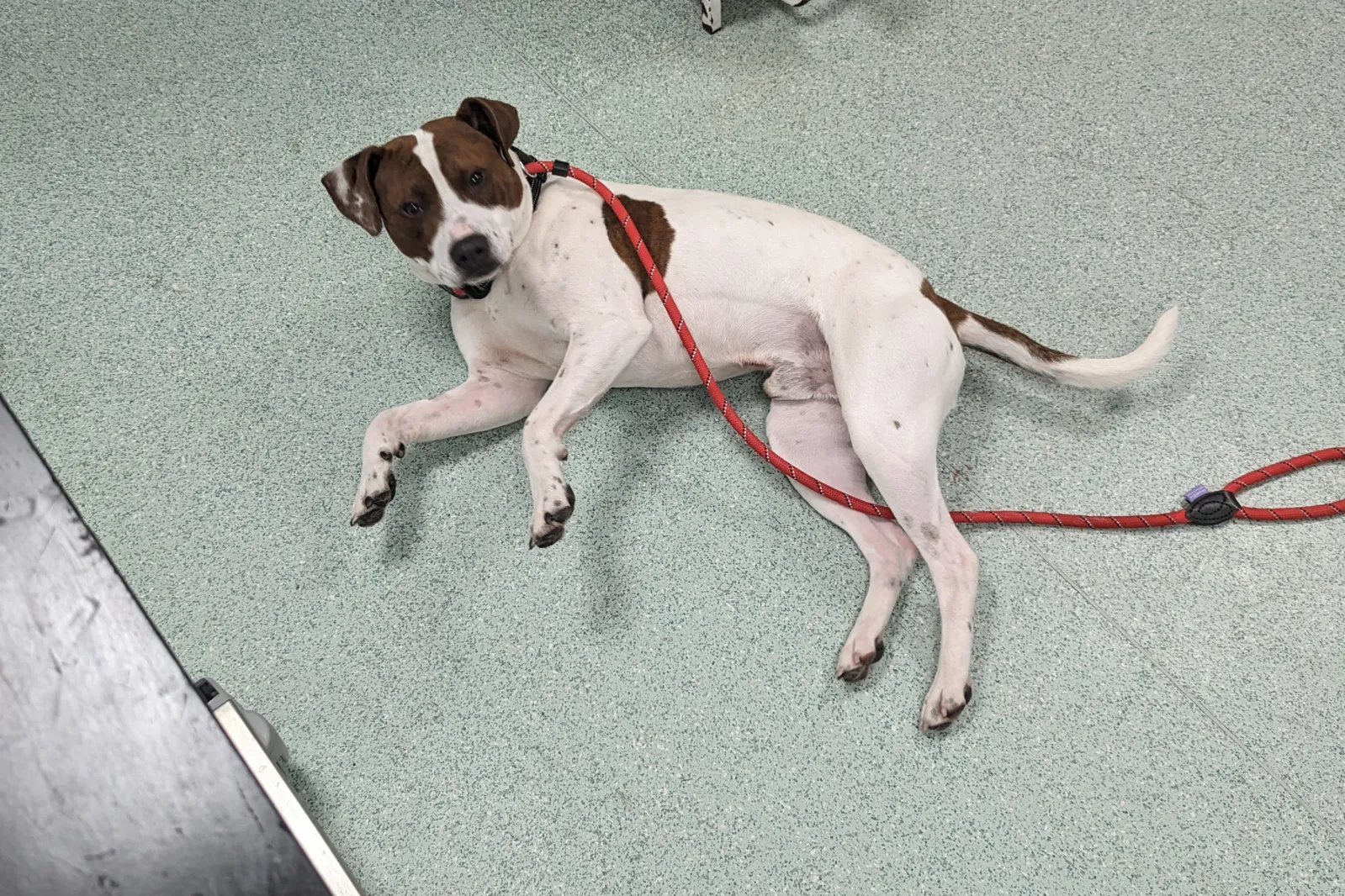 Terrified Puppy Saved From Abuse Now Living His Best Life by the Sea ...