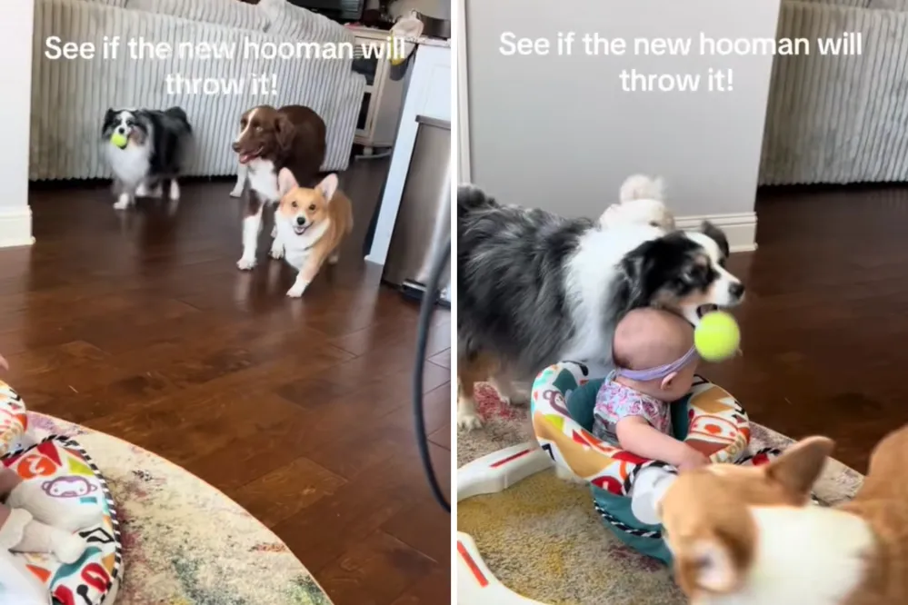 Dogs Trying To Play Fetch With Baby Sister Melt Hearts - Newsweek