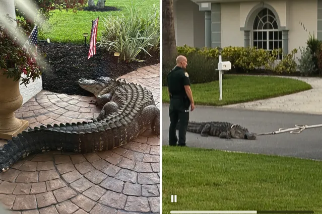 Woman ‘Scared’ After Seeing Who’s in Her Pool, Then the Cops Arrive ...