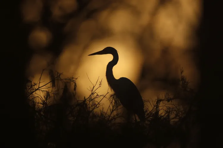 Everglades Fire: Miami Air Quality Worsens As Wildfire Spreads Across ...