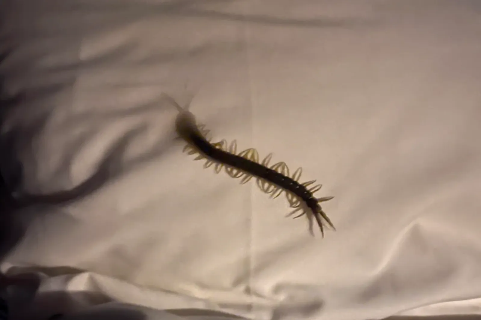 centipede bite greece