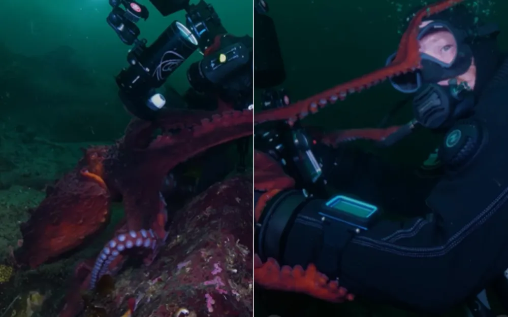 Octopus News & Latest Pictures From Newsweek.com