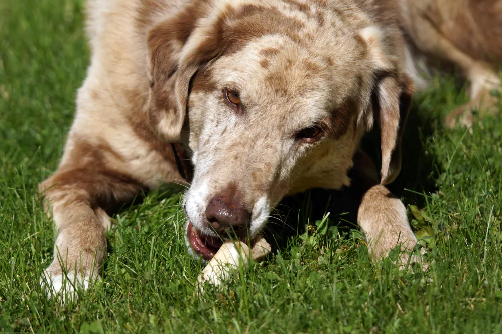 Dog Owner Thinks They Own a Beagle, Not Prepared To Discover Truth ...